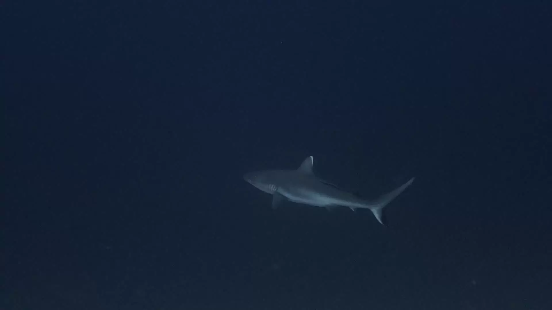 دانلود مستند Sharks: Predators of the Deep 2024